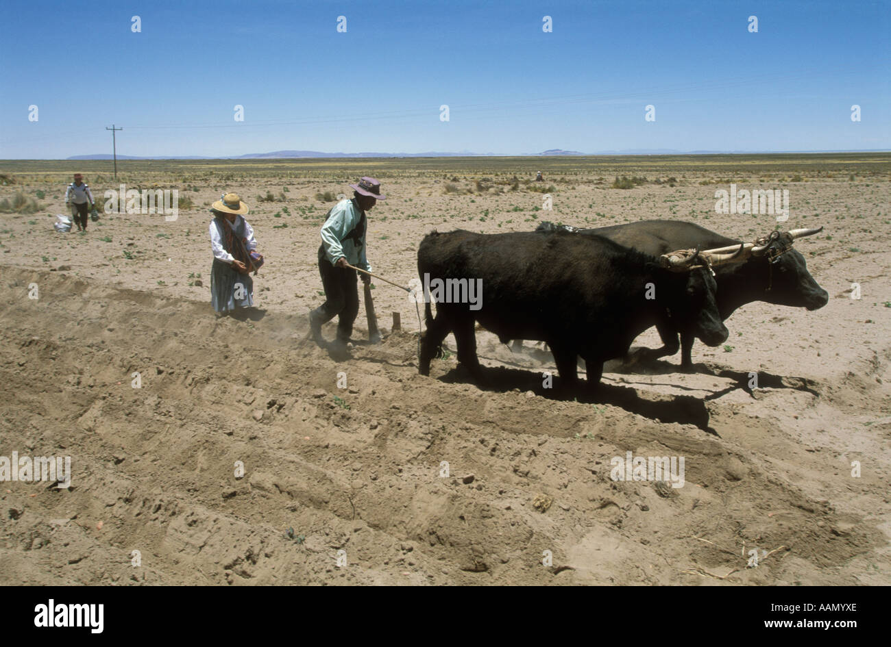 Farmer plowing a field with oxen hi-res stock photography and images ...