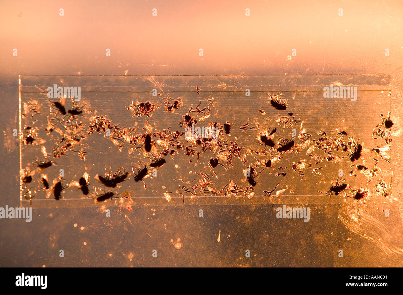 Sticky fly paper hi-res stock photography and images - Alamy