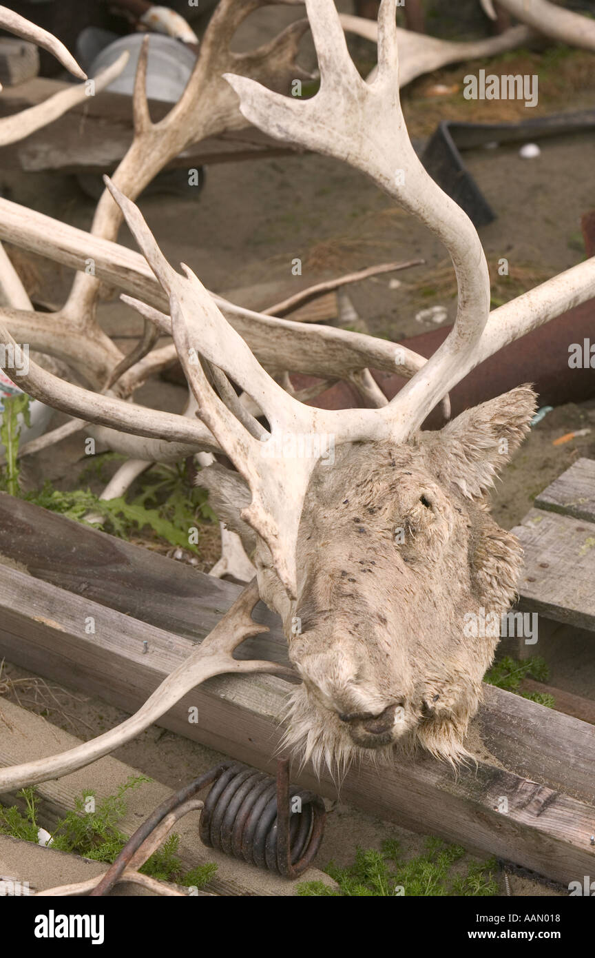 Caribou skull and antlers Shishmaref Alaska Stock Photo - Alamy