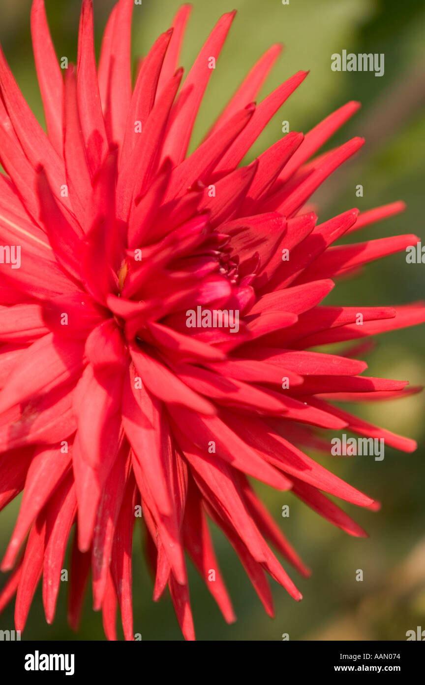 Red Dahlia flower Stock Photo - Alamy