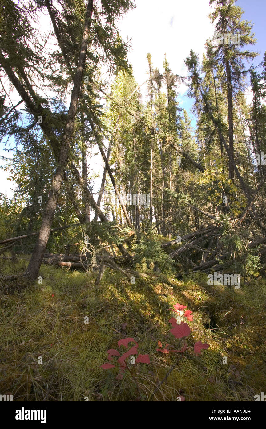 Permafrost alaska fairbanks hi-res stock photography and images - Alamy