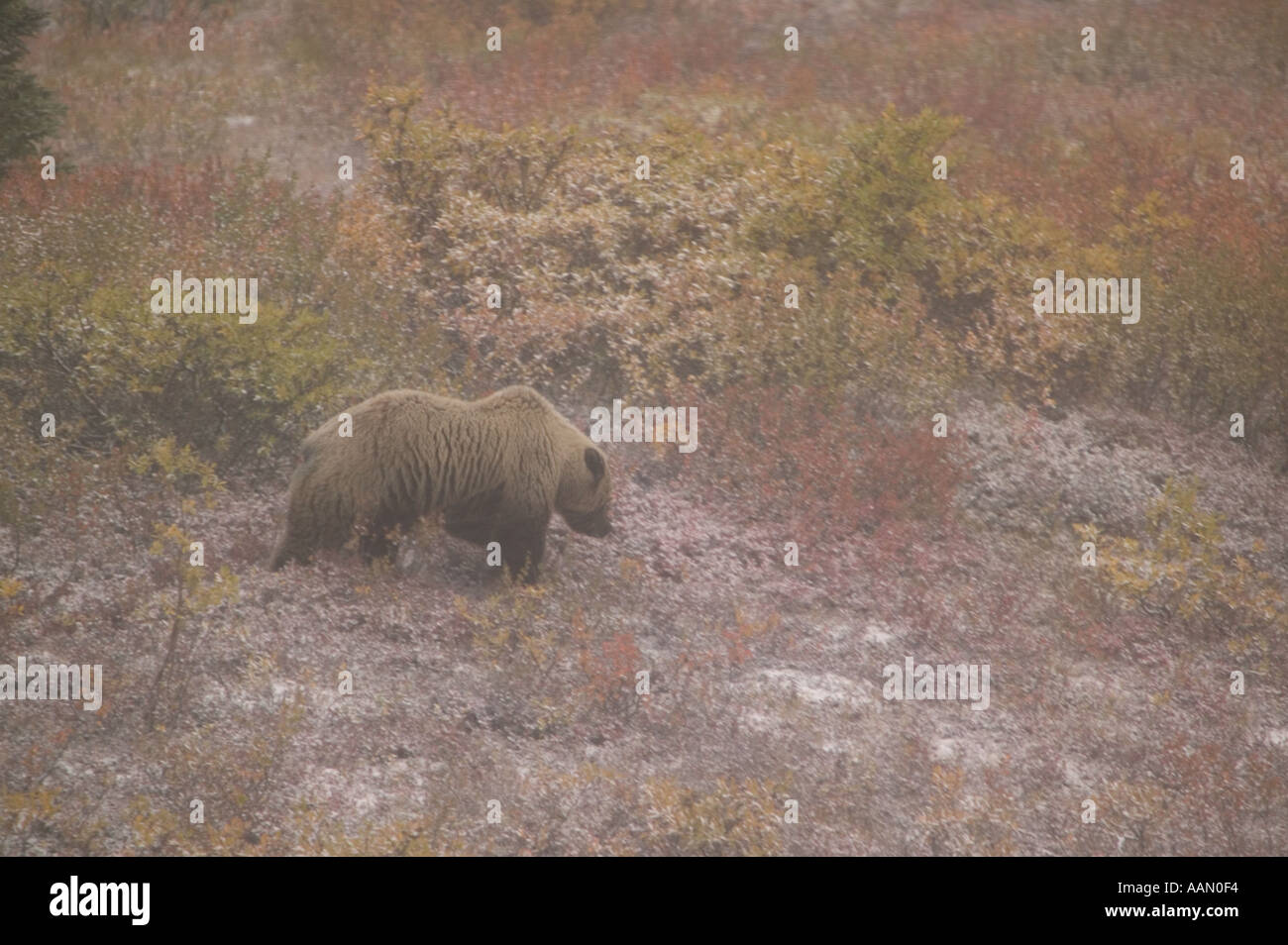 Grizzly Bear in Denali National Park Alaska Stock Photo - Alamy