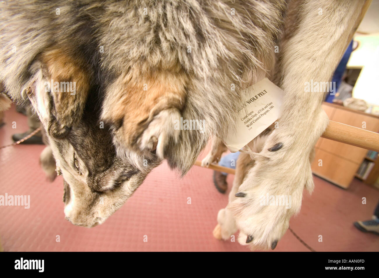 Wolf skin from wolf control program Denali National Park Stock Photo ...
