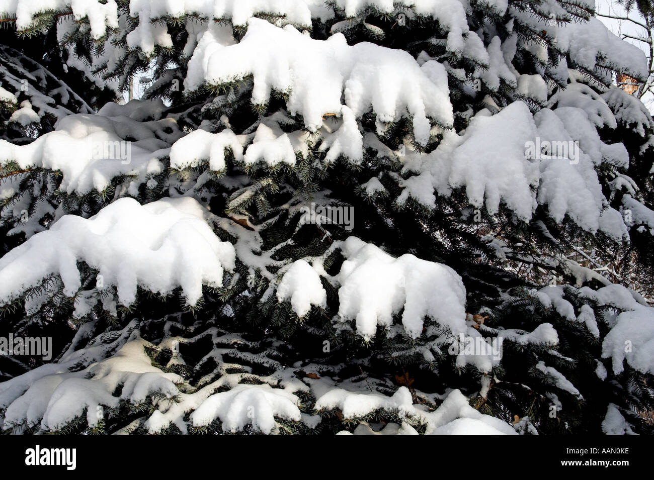 Snow Covered Tree Branches In Sofia The Capital Of Bulgaria Stock Photo ...