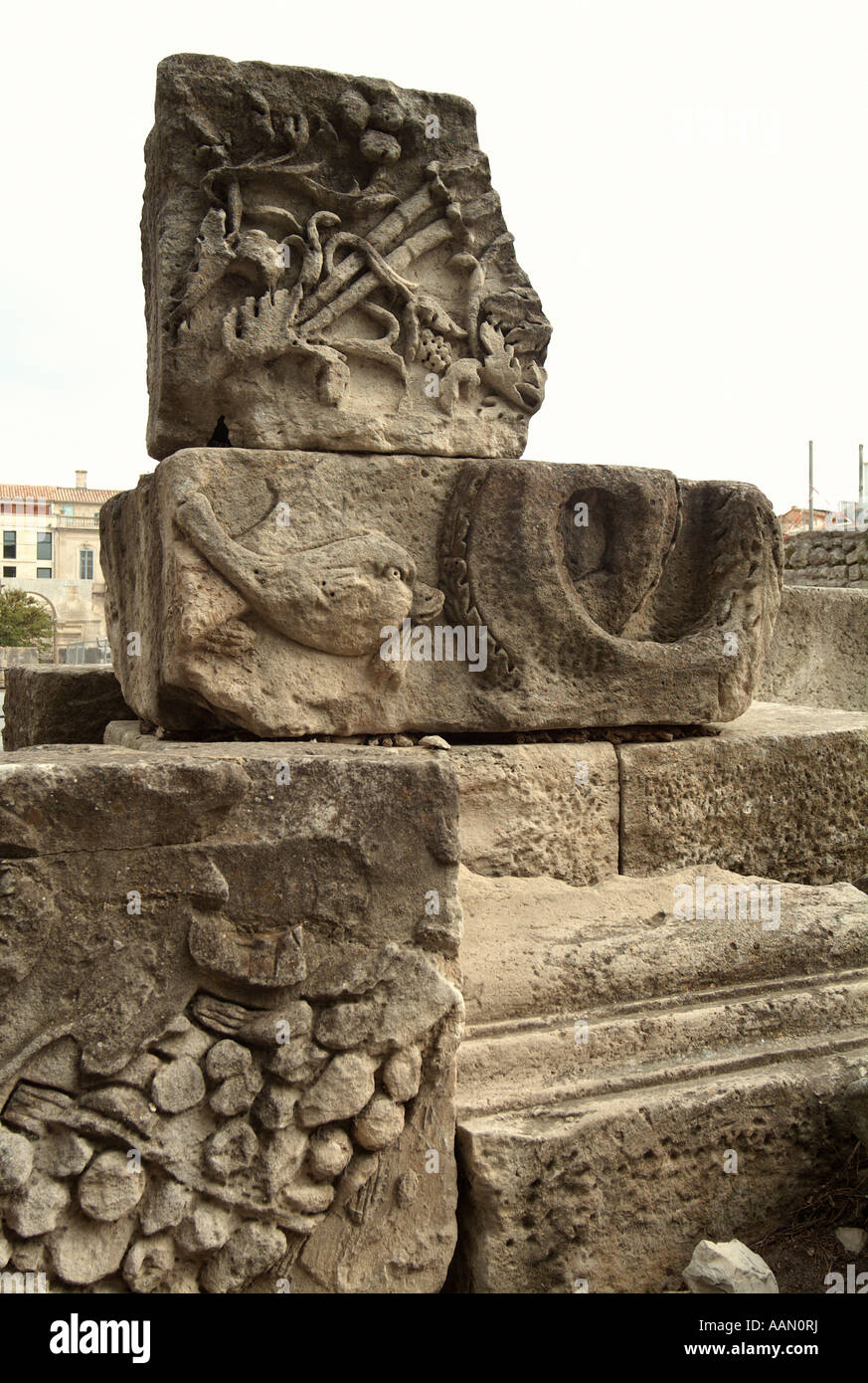 Frons fish hi-res stock photography and images - Alamy