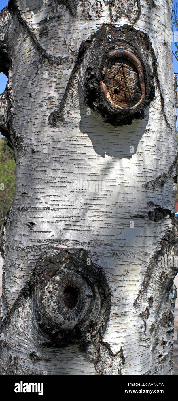 Tree Pattern In Sofia The Capital Of Bulgaria Stock Photo - Alamy