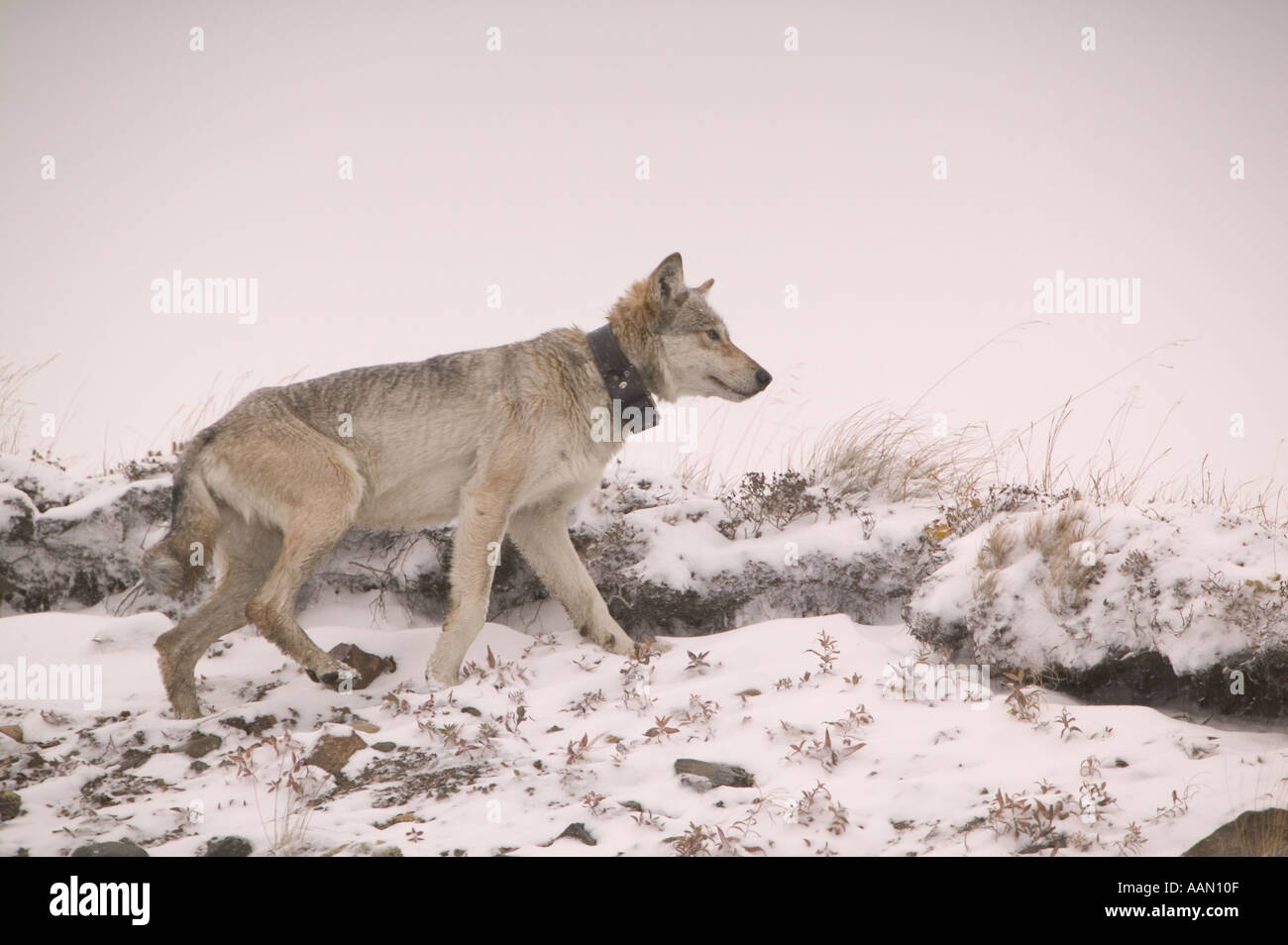 Scientists tracking animal hi-res stock photography and images - Alamy