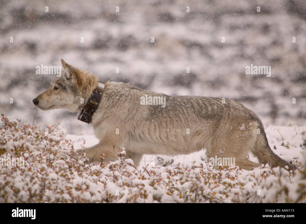 Wolf Caribou High Resolution Stock Photography and Images - Alamy