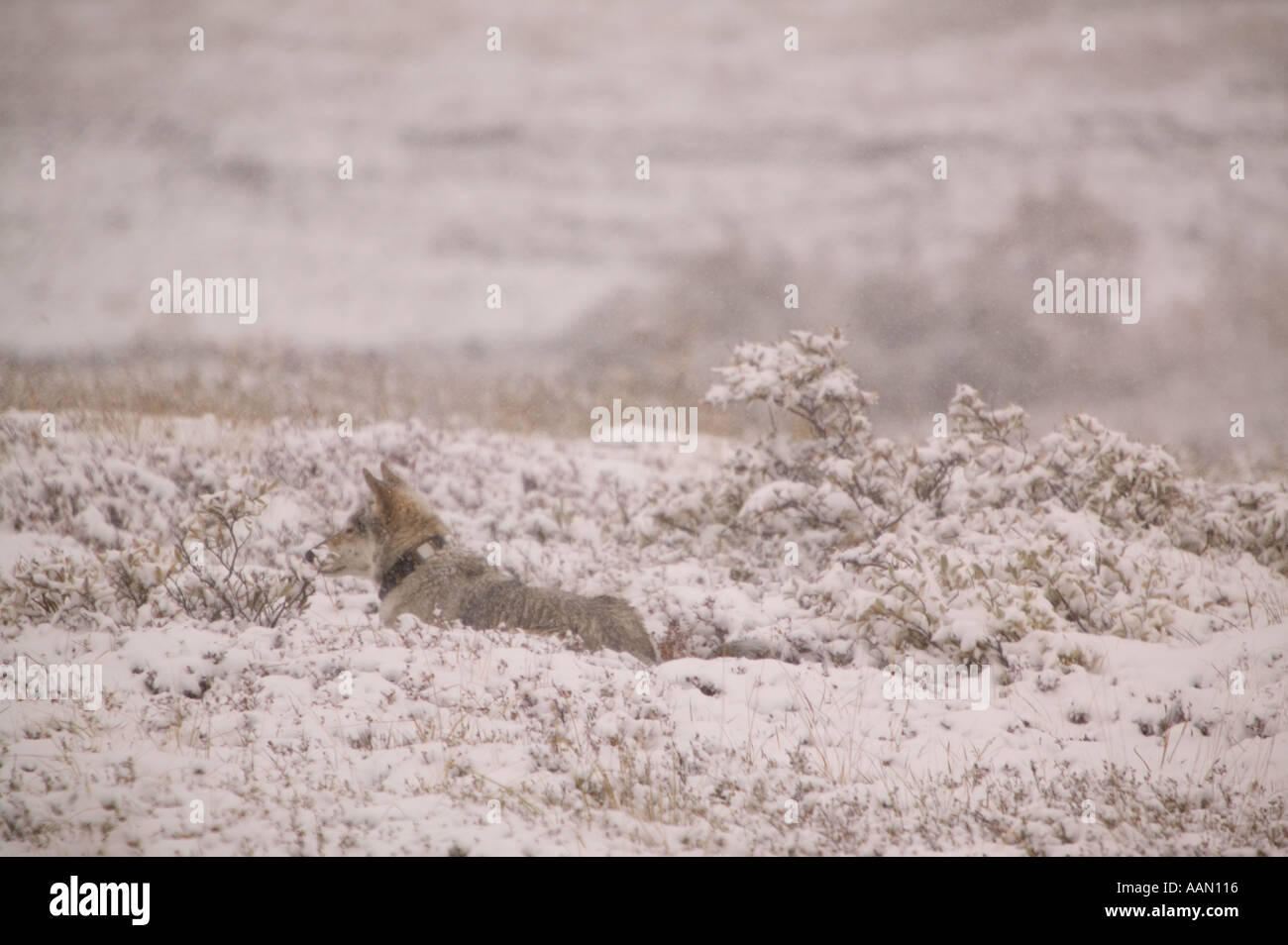 Grey wolf tracking collar hi-res stock photography and images - Alamy