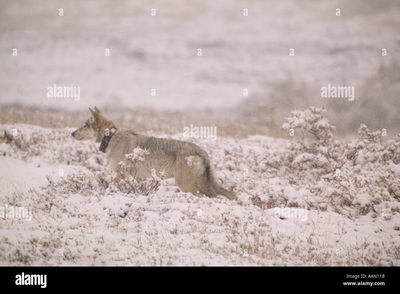 Wolf caribou hi-res stock photography and images - Alamy