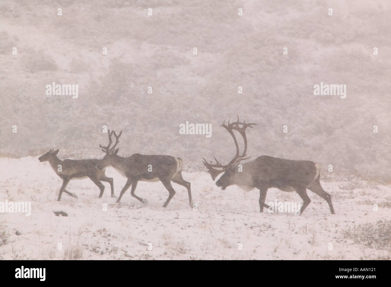Caribou stag hi-res stock photography and images - Alamy