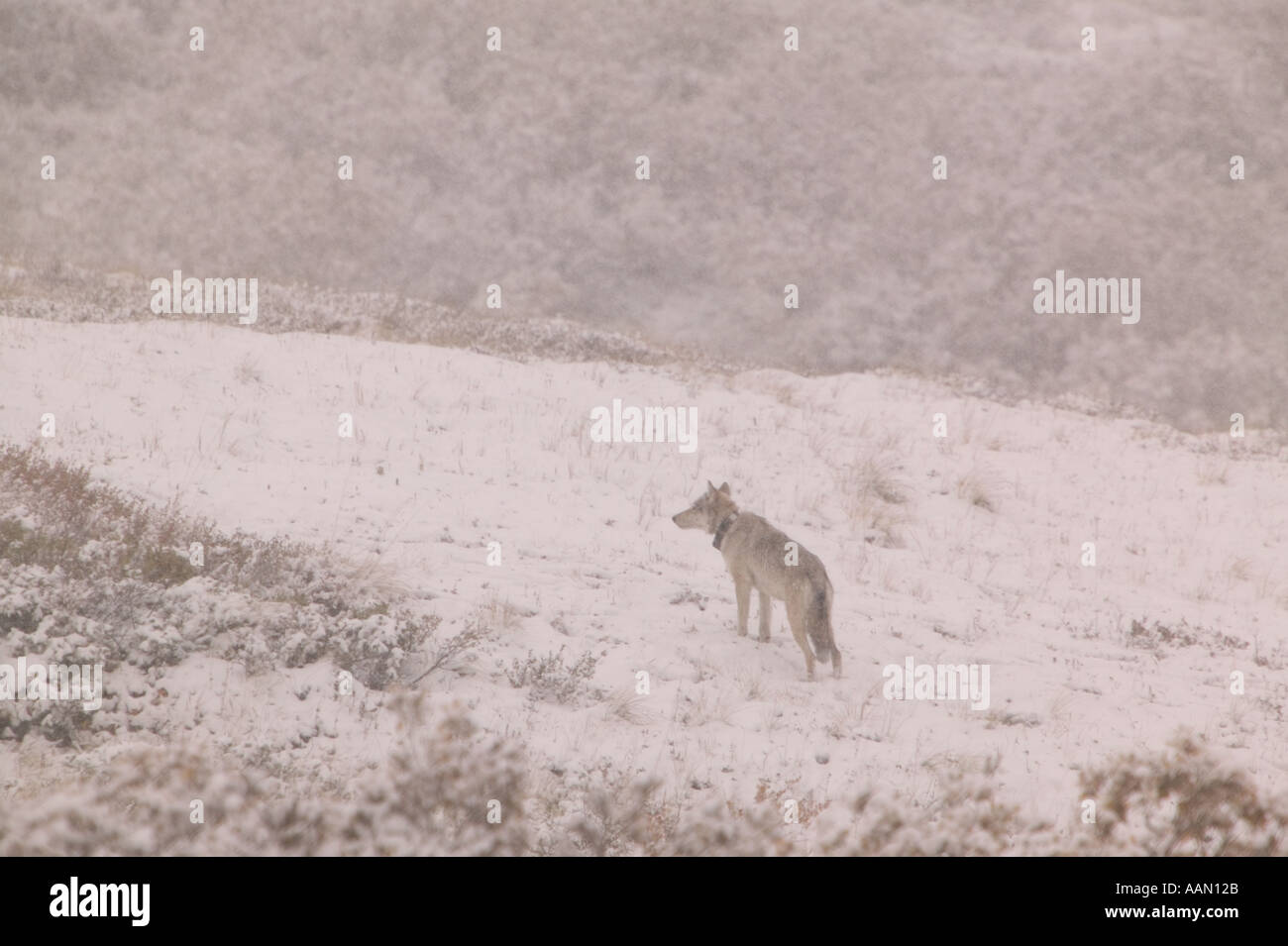 Grey wolf tracking collar hi-res stock photography and images - Alamy