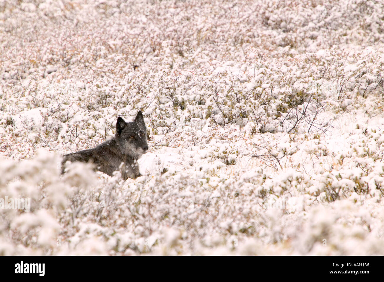 Alaska wolf pack hi-res stock photography and images - Alamy