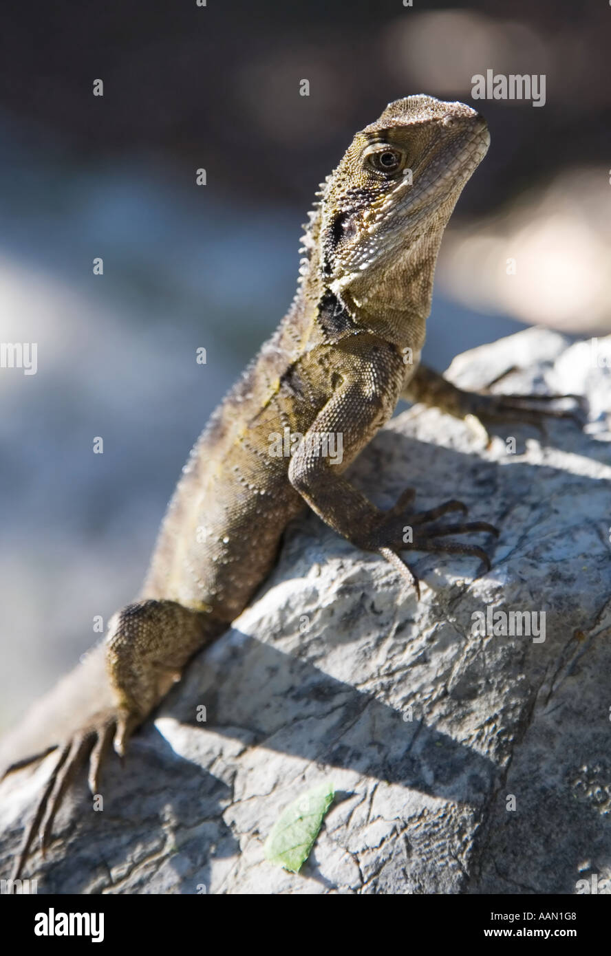 Horned lizard sunbathing hi-res stock photography and images - Alamy