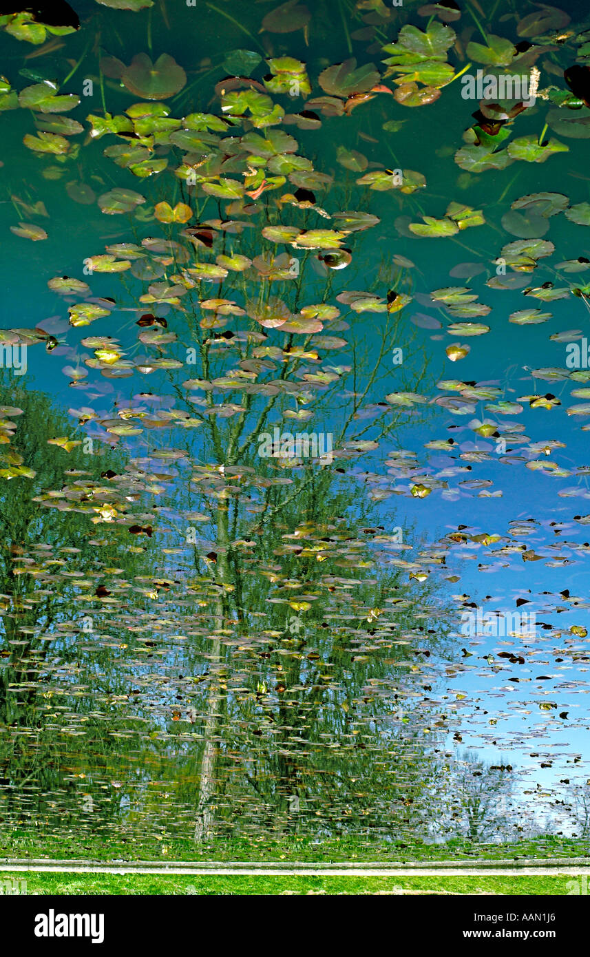 Reflections In The Pond Stock Photo - Alamy
