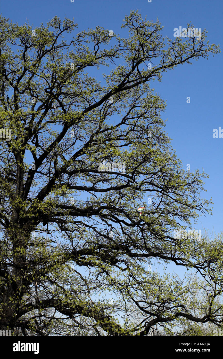 Kite In Tree Stock Photo - Alamy