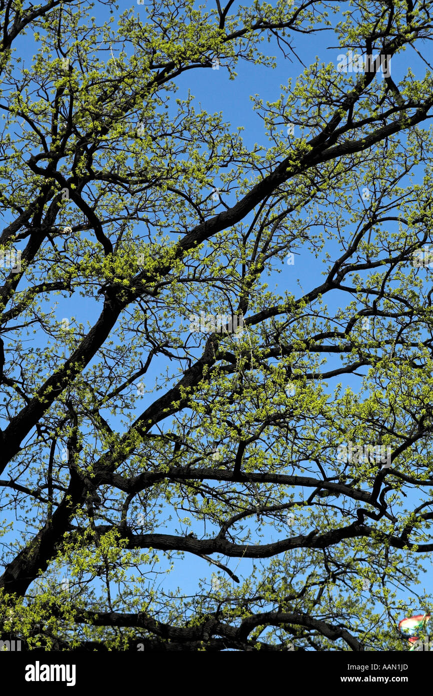 Kite In Tree Stock Photo - Alamy