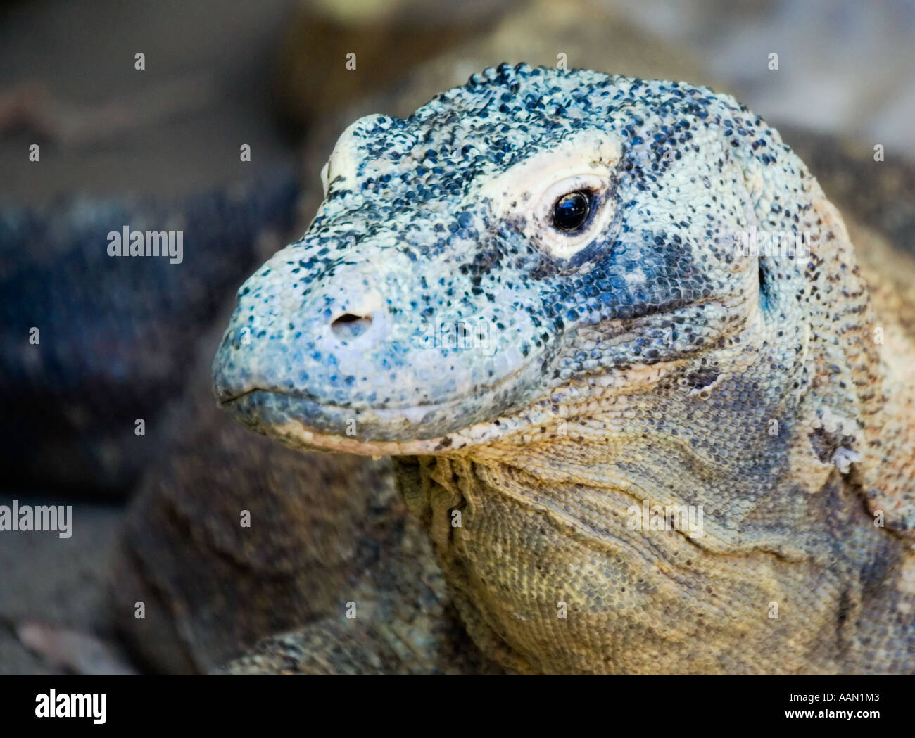 Close-up portrait of a Komodo Dragon lizard's face looking towards ...