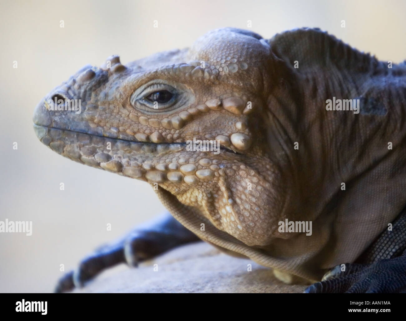 A profile portrait of the head of a large Monitor lizard resting on a ...