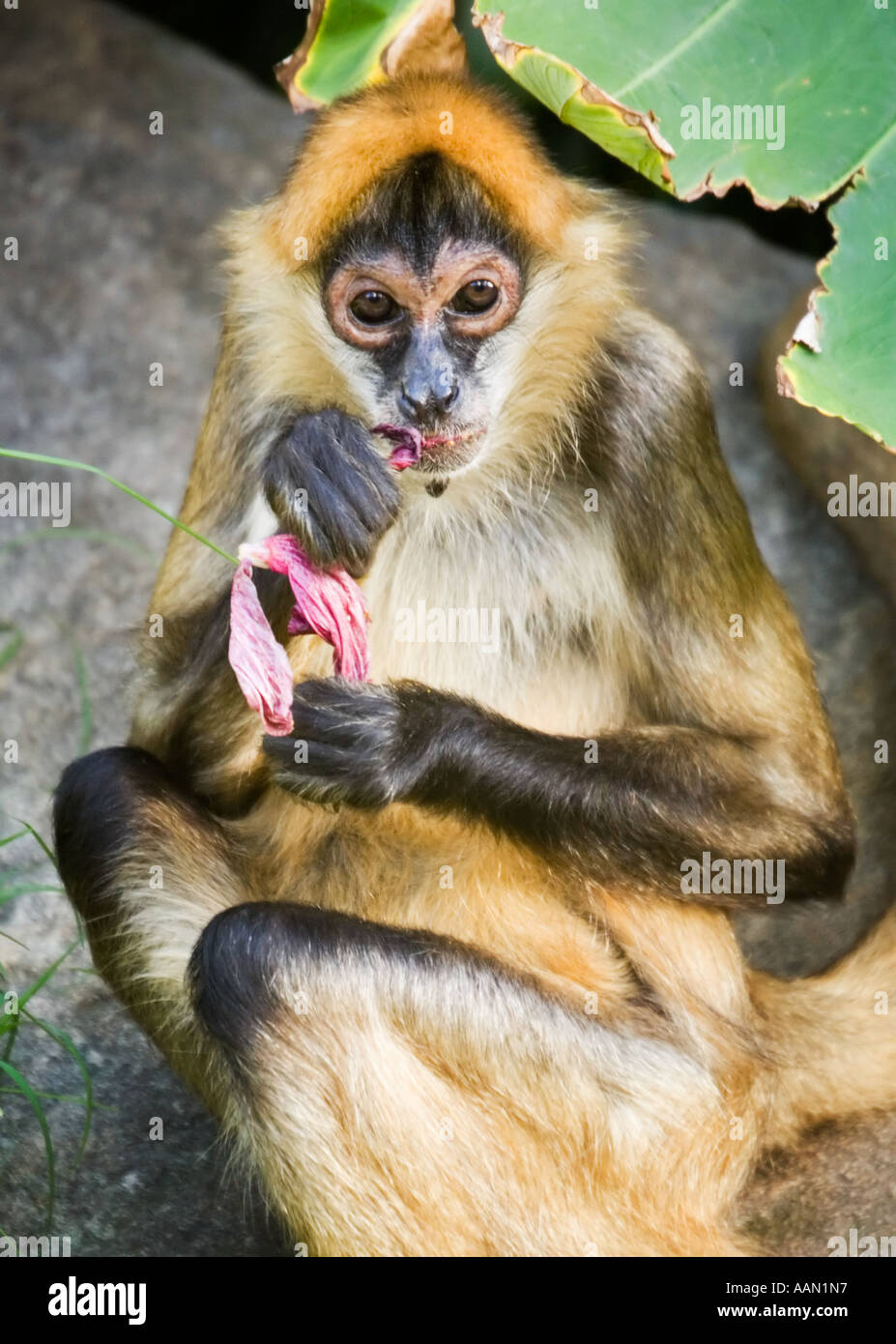 Monkey feeding flower hi-res stock photography and images - Alamy