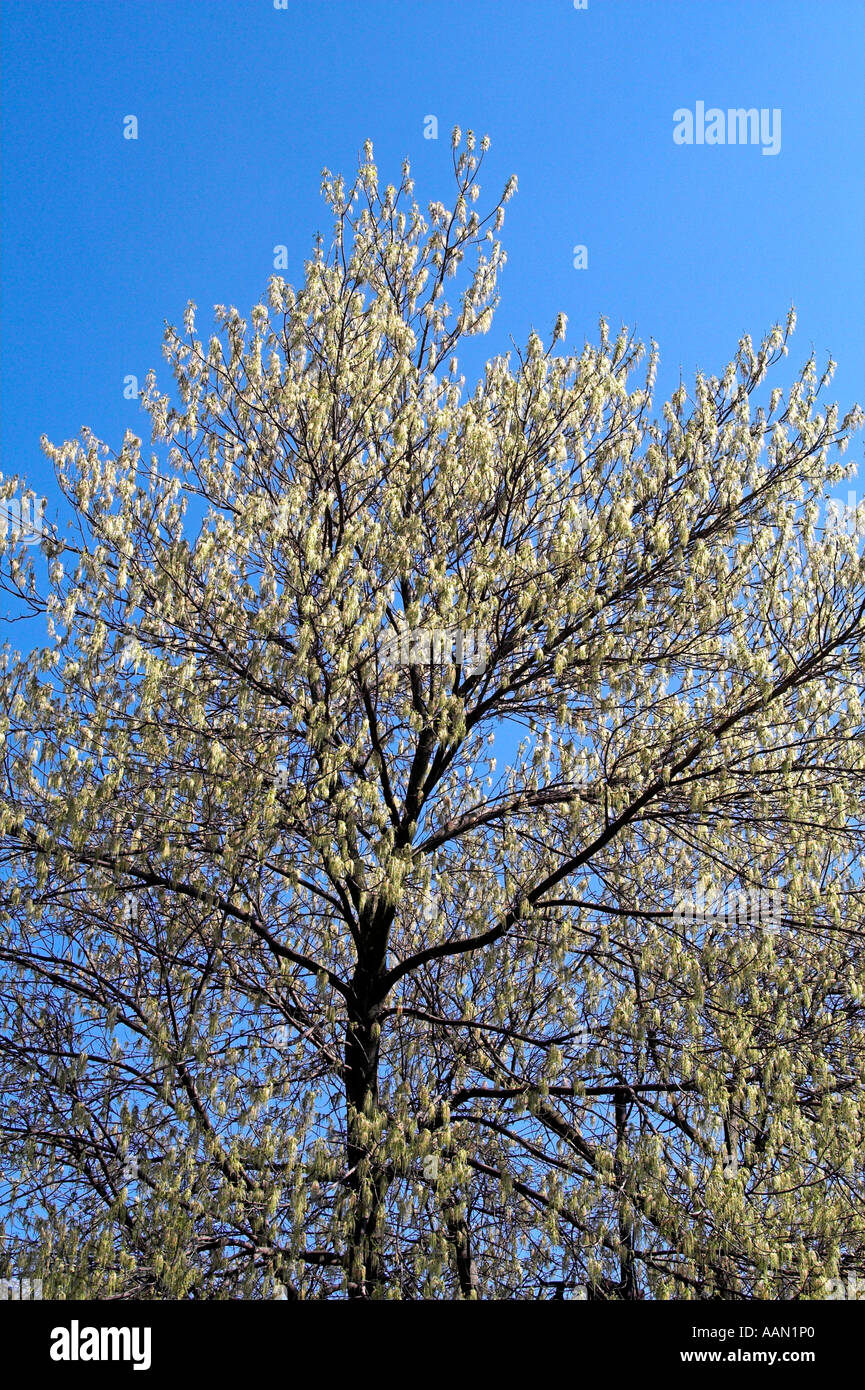 Tree In April Stock Photo - Alamy