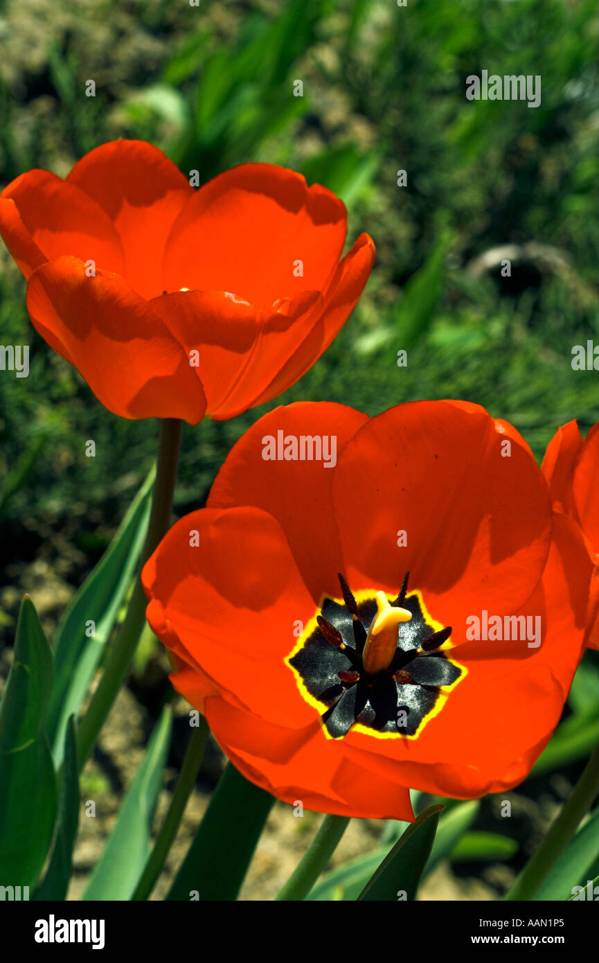 Bright petals looms blooming close hi-res stock photography and images ...