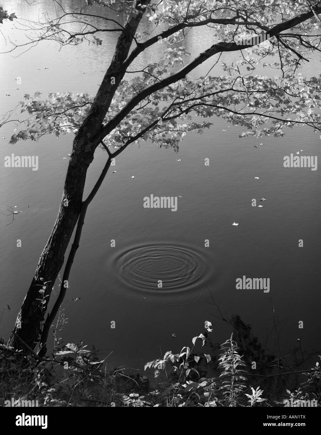 Concentric circles in nature Black and White Stock Photos & Images - Alamy