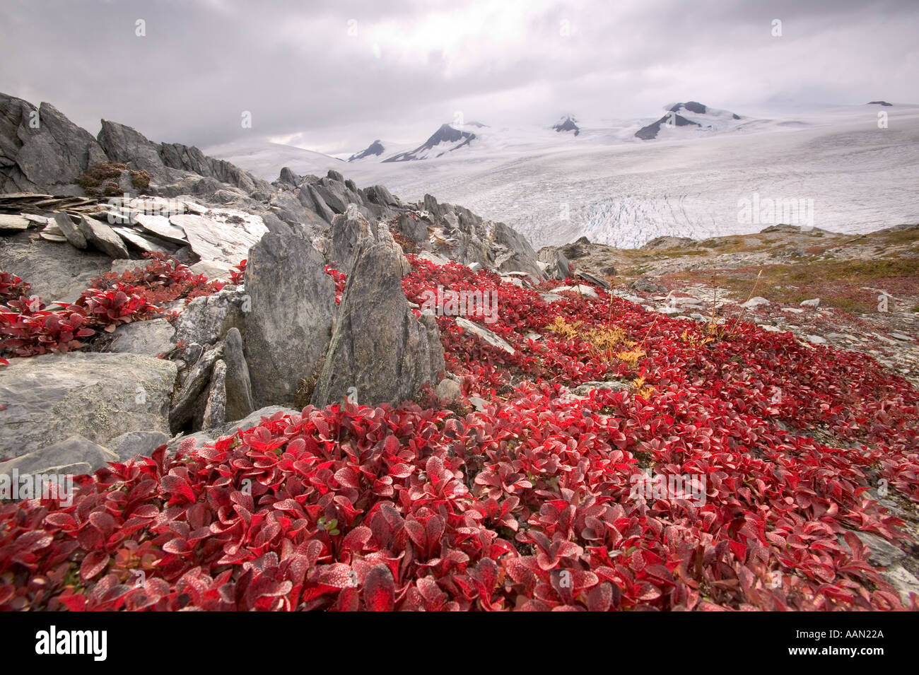 The Harding Icefield Kenai Fjords National Park Alaska with autumn ...