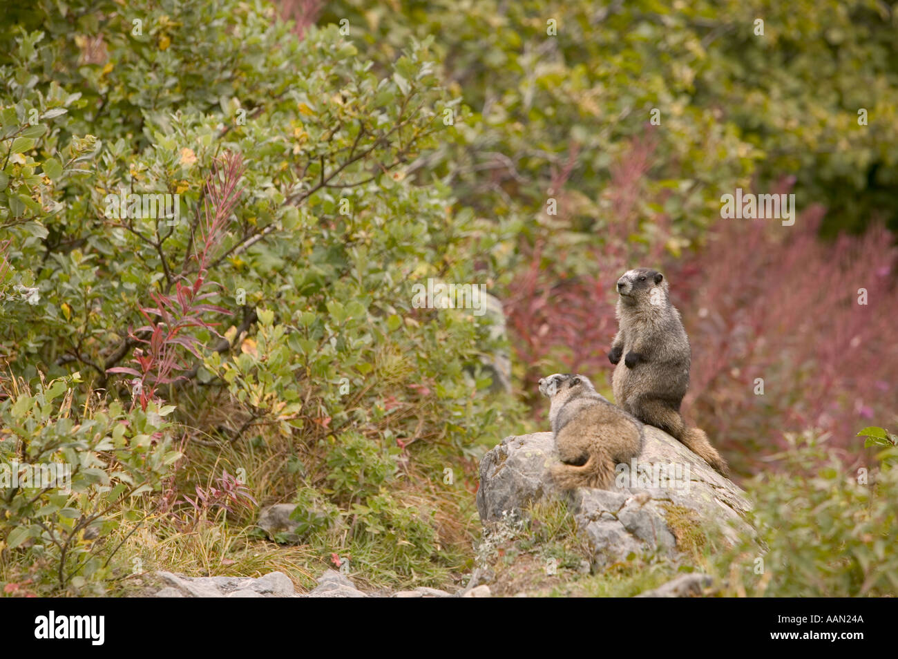 Kenai fjords, alaska hoary marmot hi-res stock photography and images ...