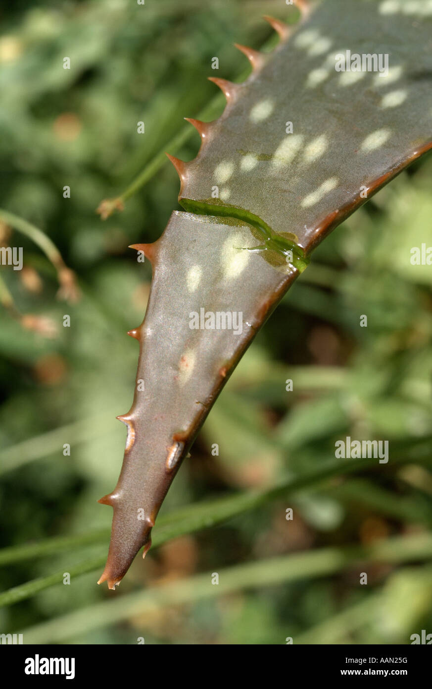 Spiny leaf margin hi-res stock photography and images - Alamy
