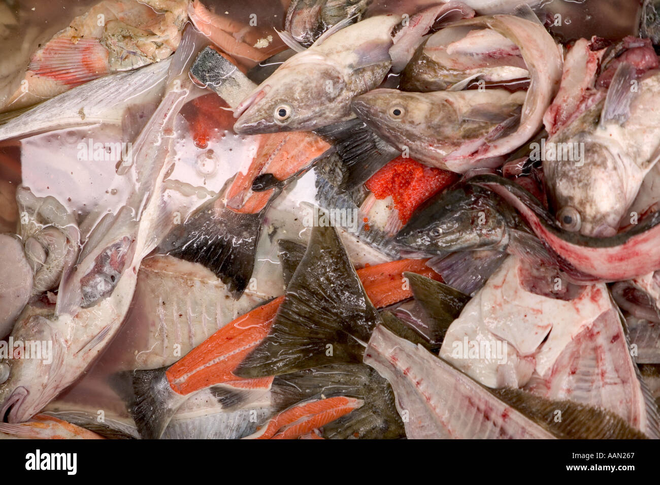 Dead fish from sport fishing processing plant Seward Alaska Stock Photo ...