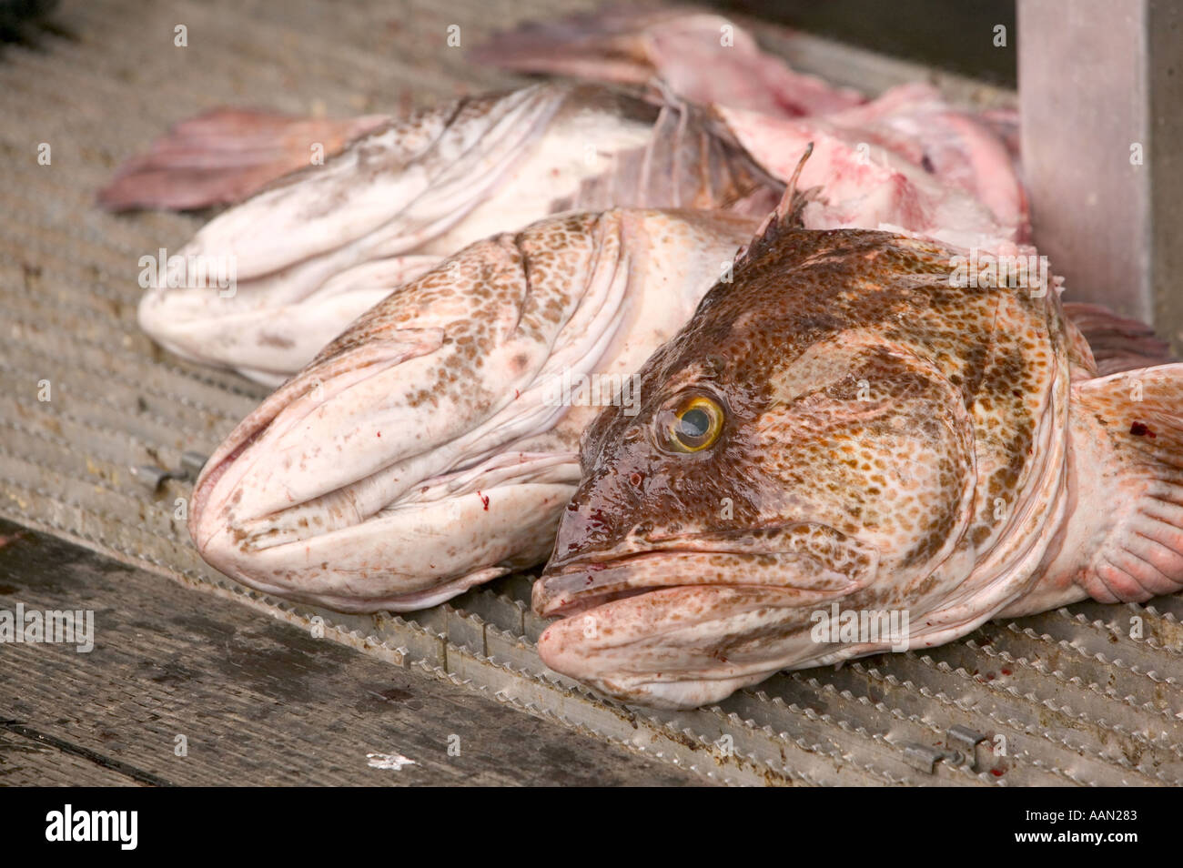 Ling cod hi-res stock photography and images - Alamy