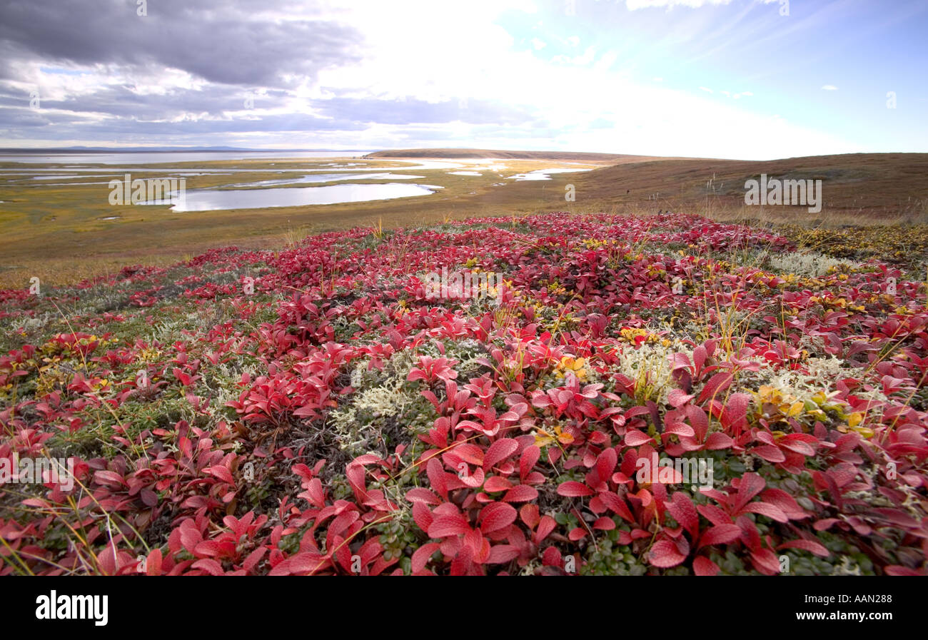 Arctic bearberry fall colours on the Tundra at the Serpentine river ...