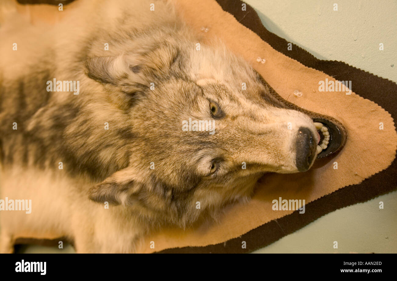 Alaska wolf hi-res stock photography and images - Alamy