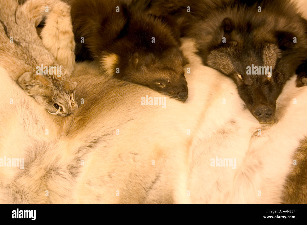 Fur trapping hi-res stock photography and images - Alamy