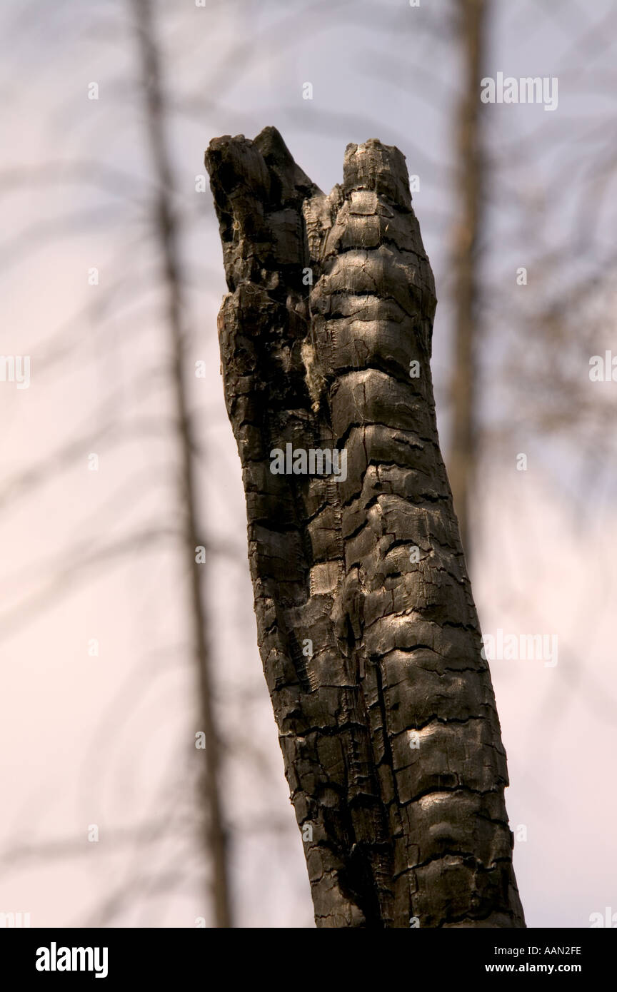 burnt out forest worst forest fires in alaskan history Stock Photo - Alamy