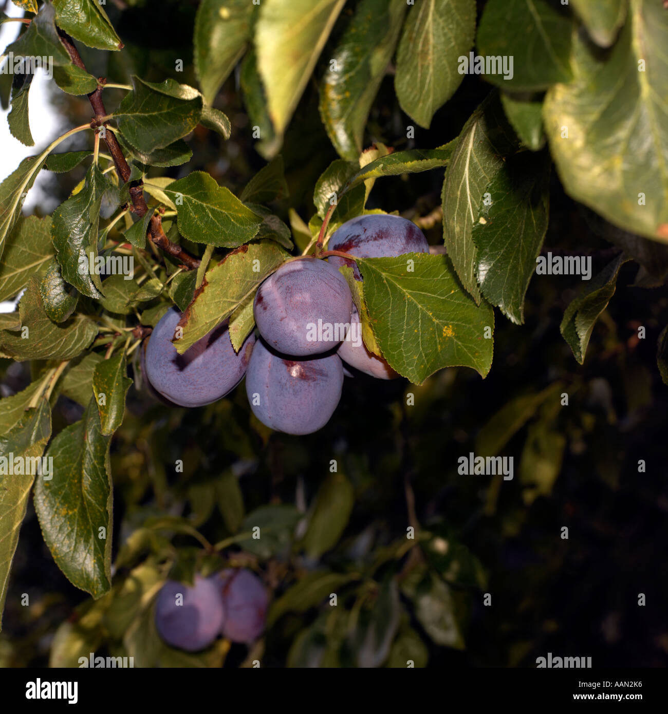 Victoria Plums Growing on Tree Stock Photo - Alamy