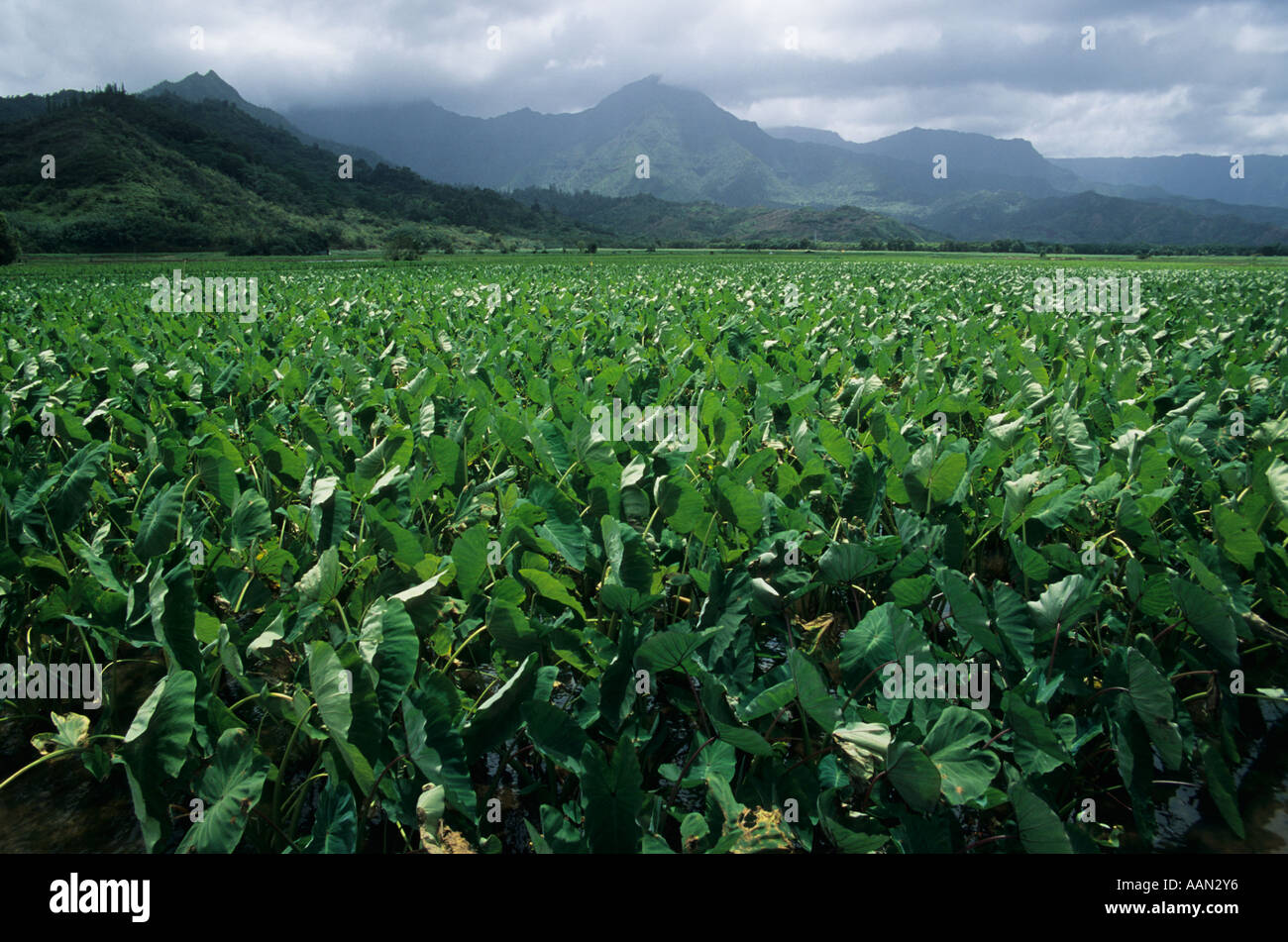 American taro hi-res stock photography and images - Alamy