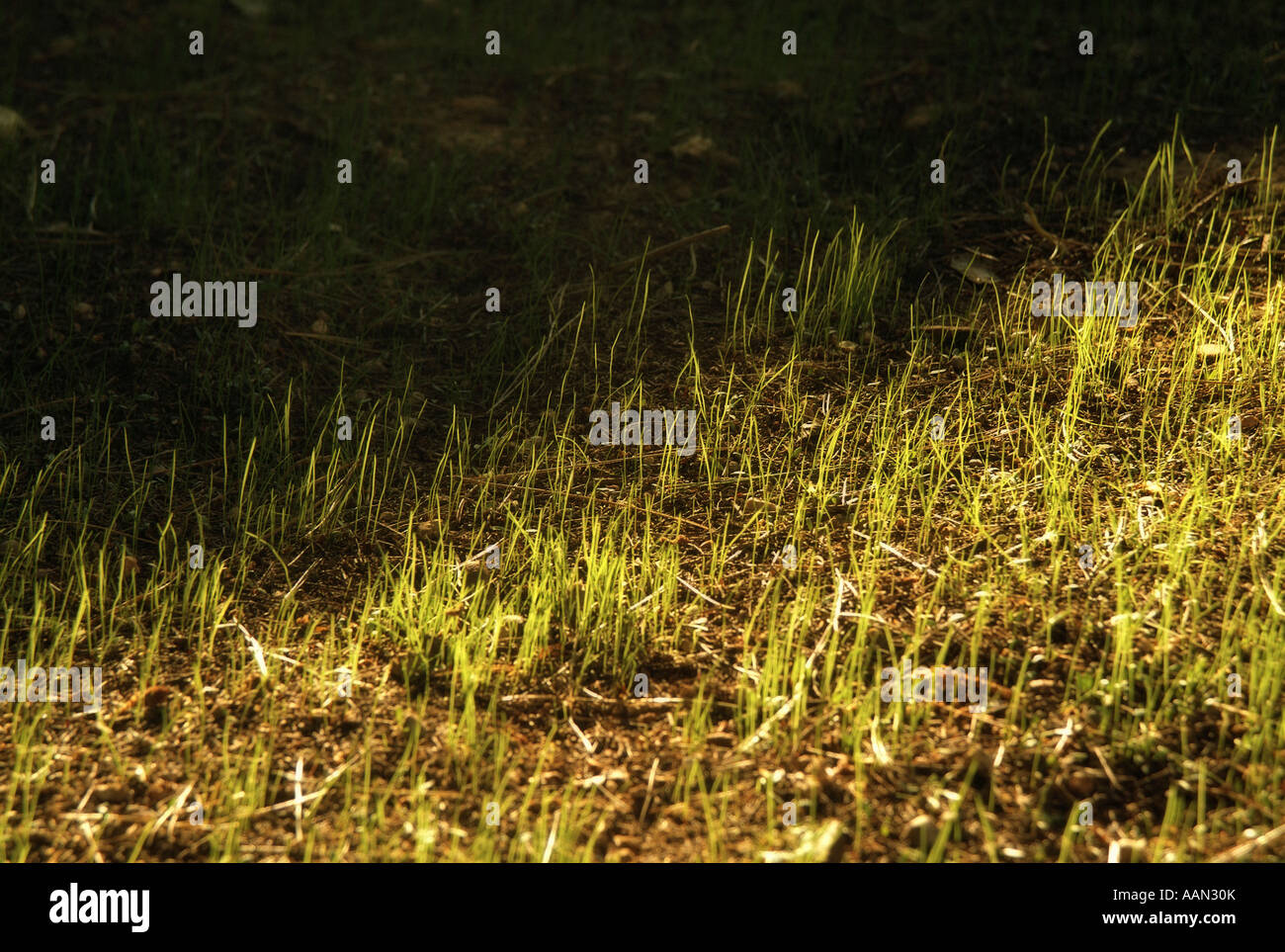 Detail of wild grass Stock Photo - Alamy