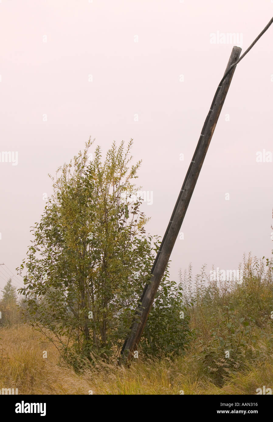 Telegraph pole collapsing due to permafrost melt caused by global ...