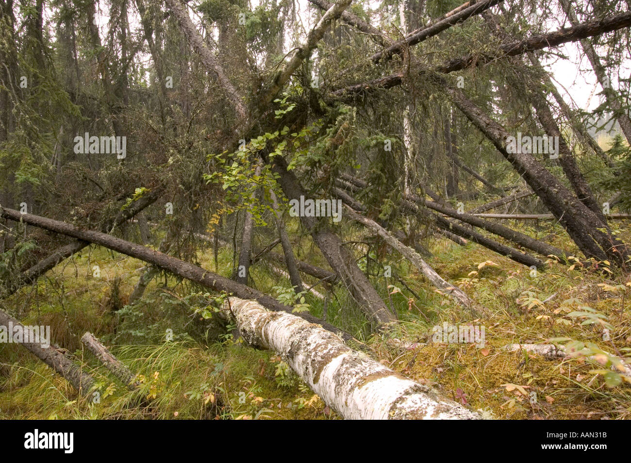 Drunken forest black spruce hi-res stock photography and images - Alamy