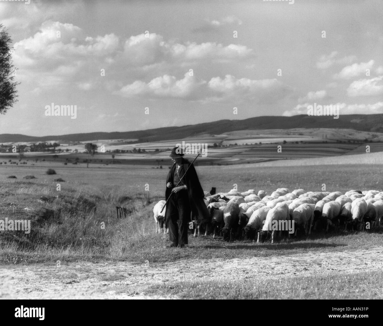 1930s SHEPHERD LEADING FLOCK OF SHEEP THROUGH GERMAN COUNTRYSIDE Stock ...