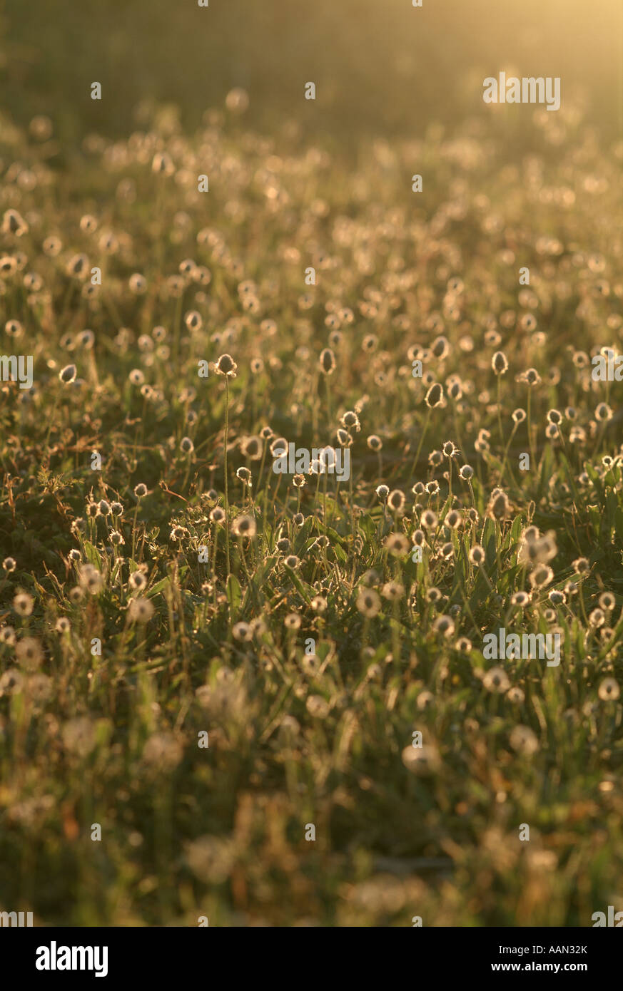 Detail of wild grass with backlight Stock Photo - Alamy