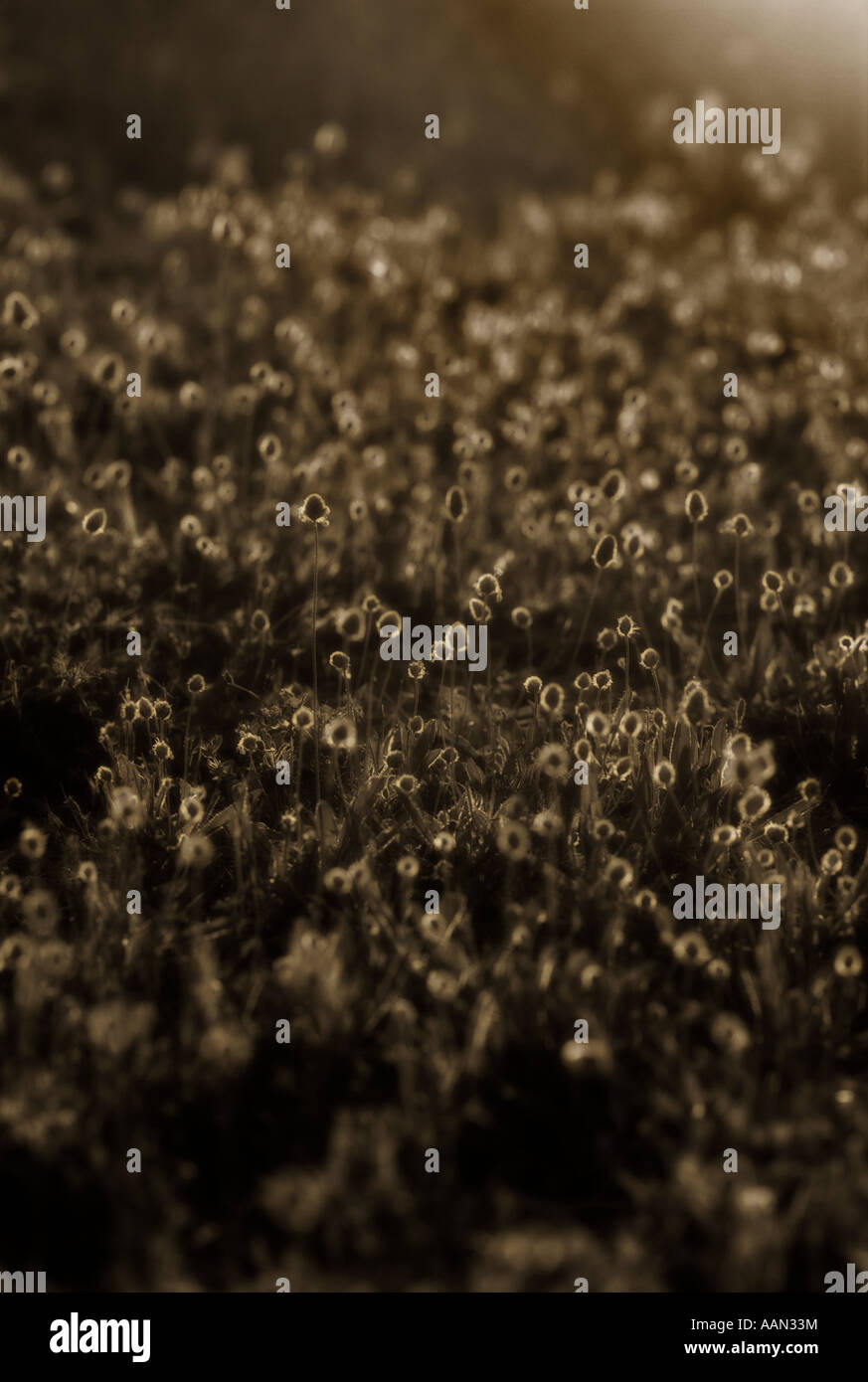 Detail of wild grass with backlight Stock Photo - Alamy