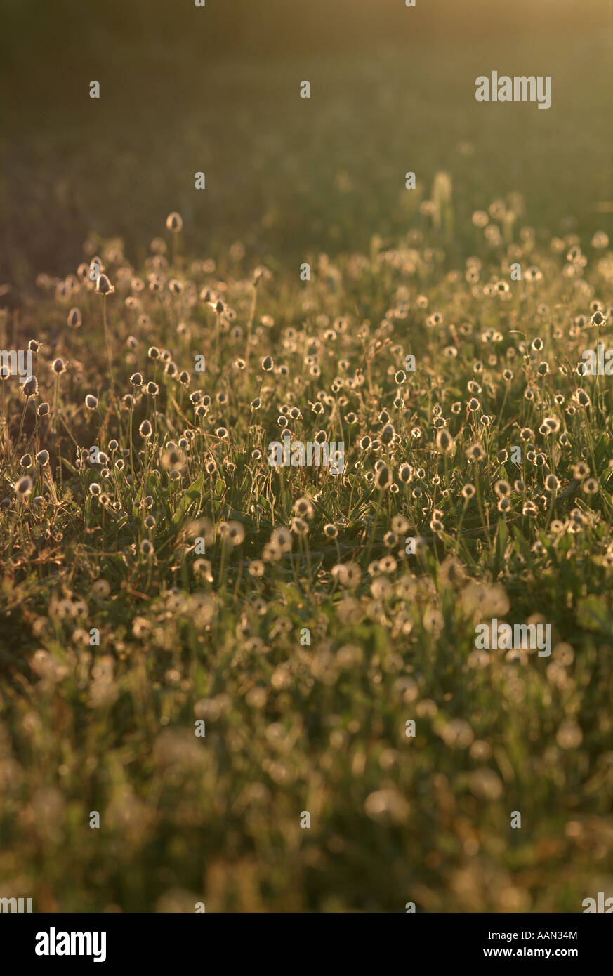Detail of wild grass with backlight Stock Photo - Alamy