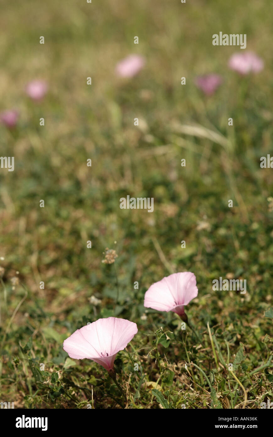 Detail of wild flowers on grass Stock Photo - Alamy