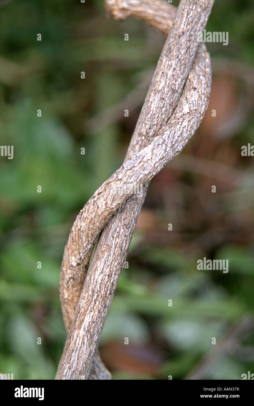 Tree branches grown up rolled around each other Stock Photo - Alamy