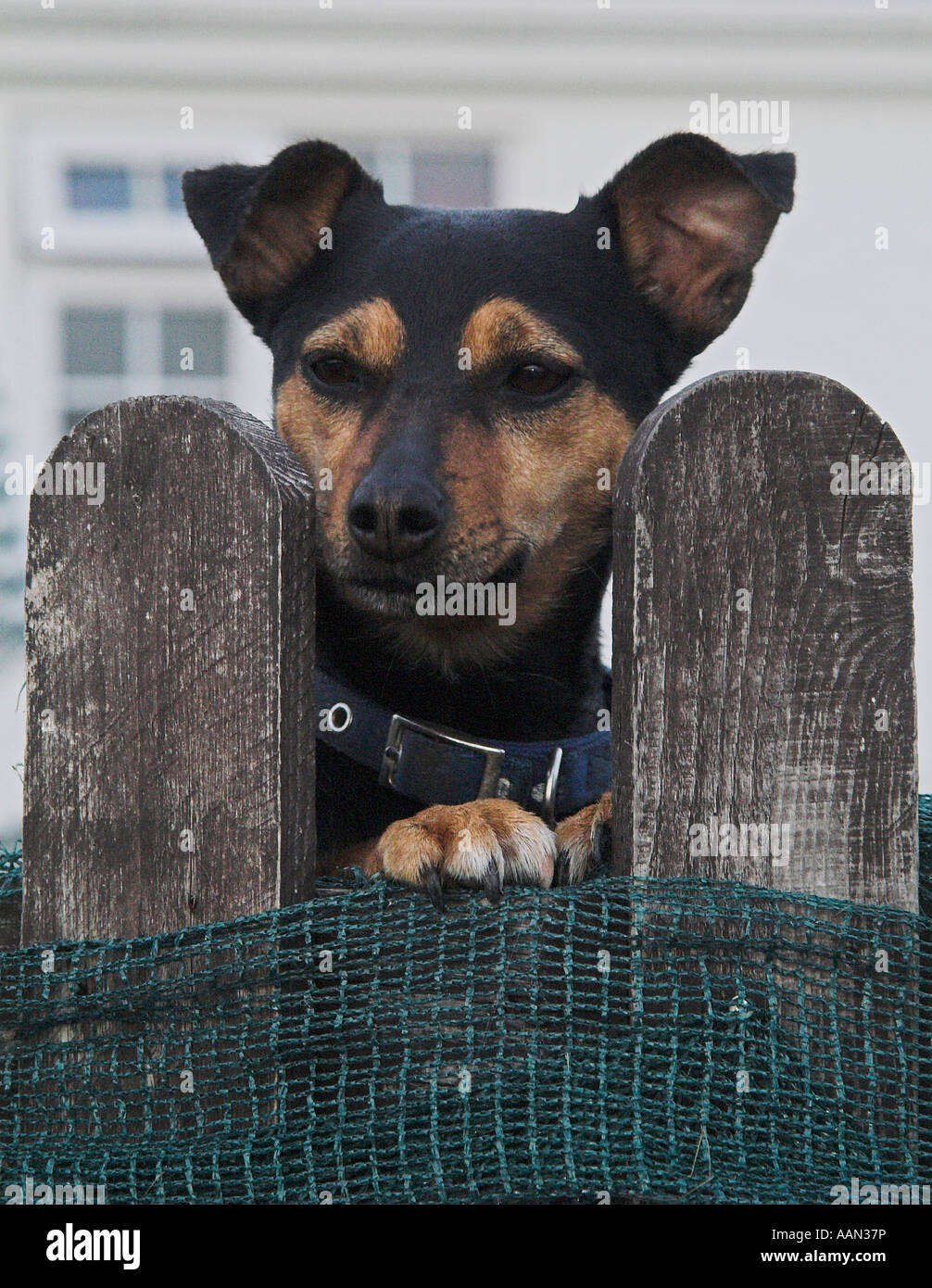 Portrait of dog looking through fence posts Stock Photo - Alamy