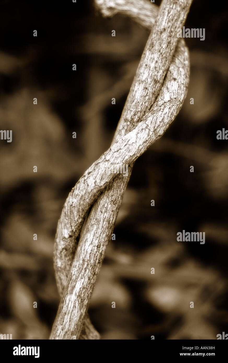 Forking branches hi-res stock photography and images - Alamy