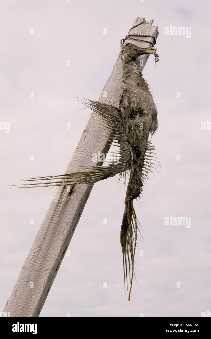 Dead gull hung on Eskimo drying racks to ward off gulls from eating ...